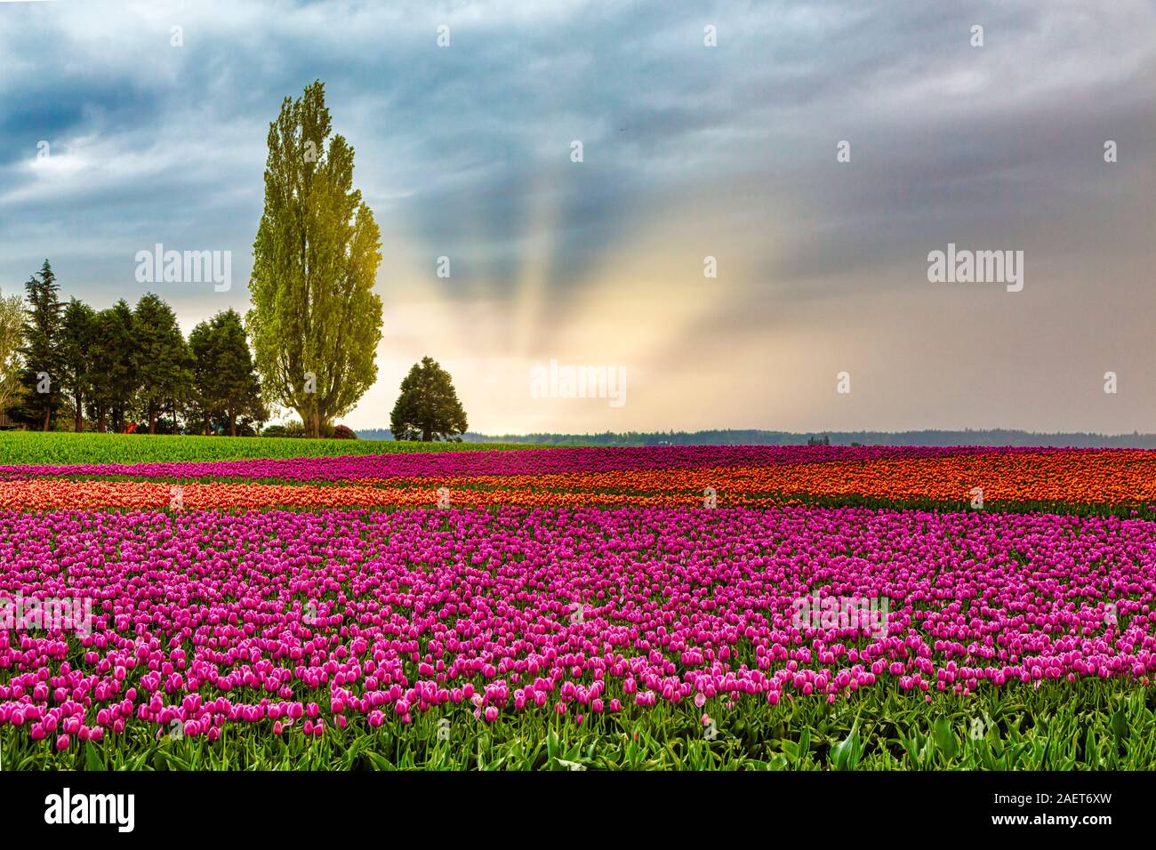 Skagit valley tulip festival hi-res stock photography and images - Alamy