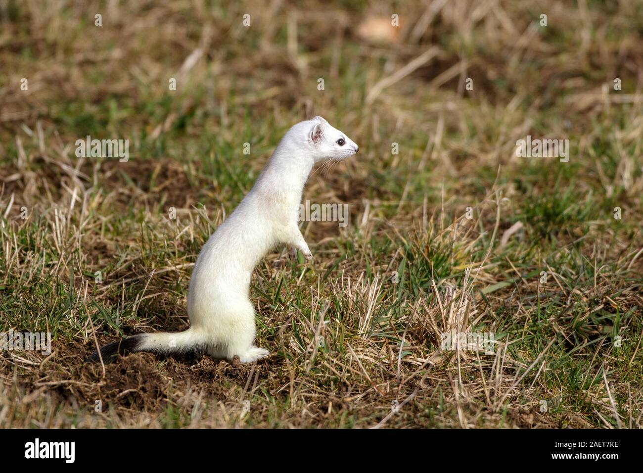 Hermelin (Mustela erminea Stock Photo - Alamy