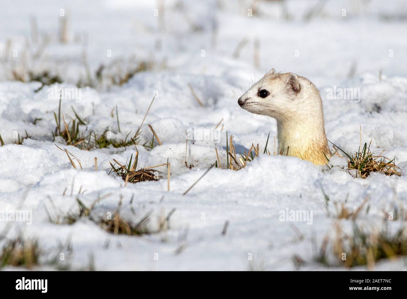Hermelin schnee hi-res stock photography and images - Alamy
