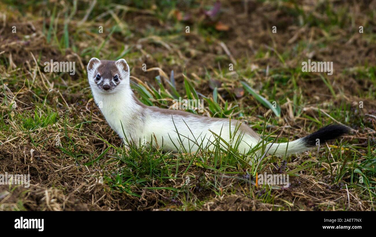 Hermelin schnee hi-res stock photography and images - Alamy