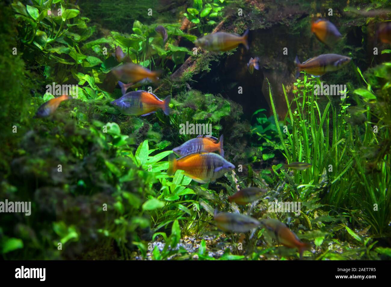 swimming fish in transparent tropical water Stock Photo - Alamy