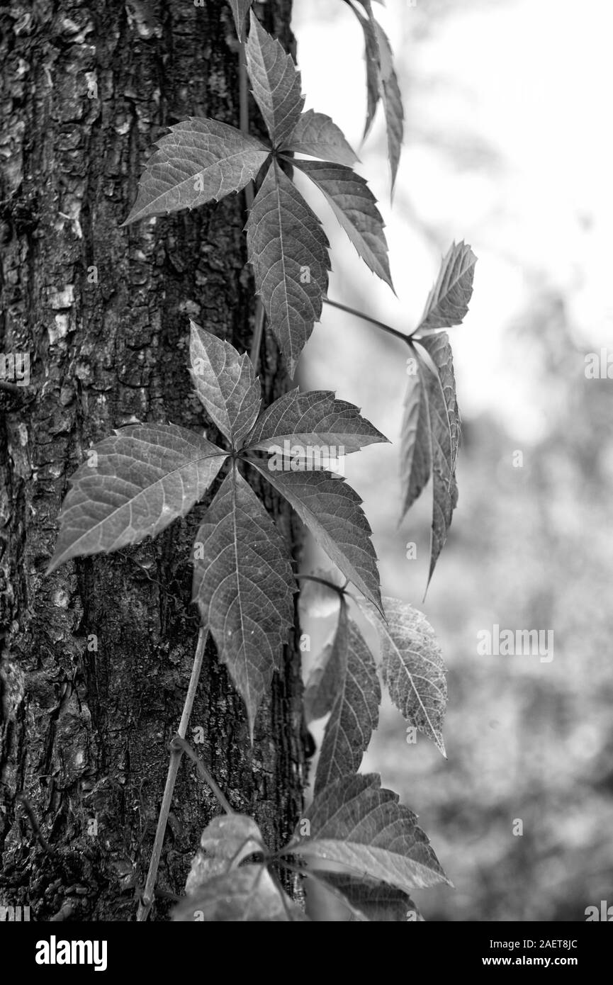 Virginia creeper climber Black and White Stock Photos & Images - Alamy