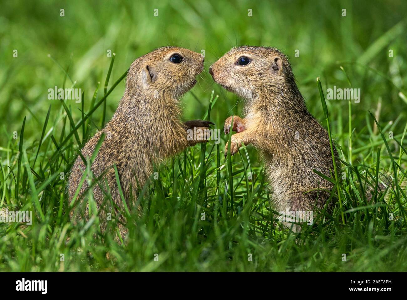 Ziesel (Citellus citellus Stock Photo - Alamy