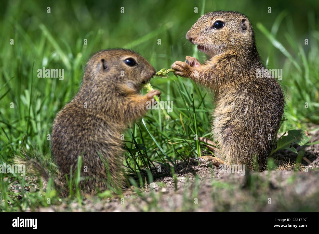 Ziesel (Citellus citellus Stock Photo - Alamy