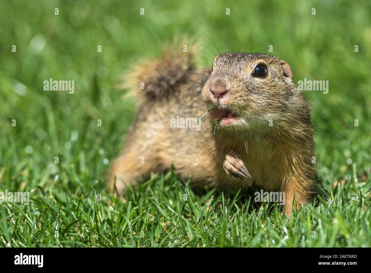 Ziesel (Citellus citellus Stock Photo - Alamy