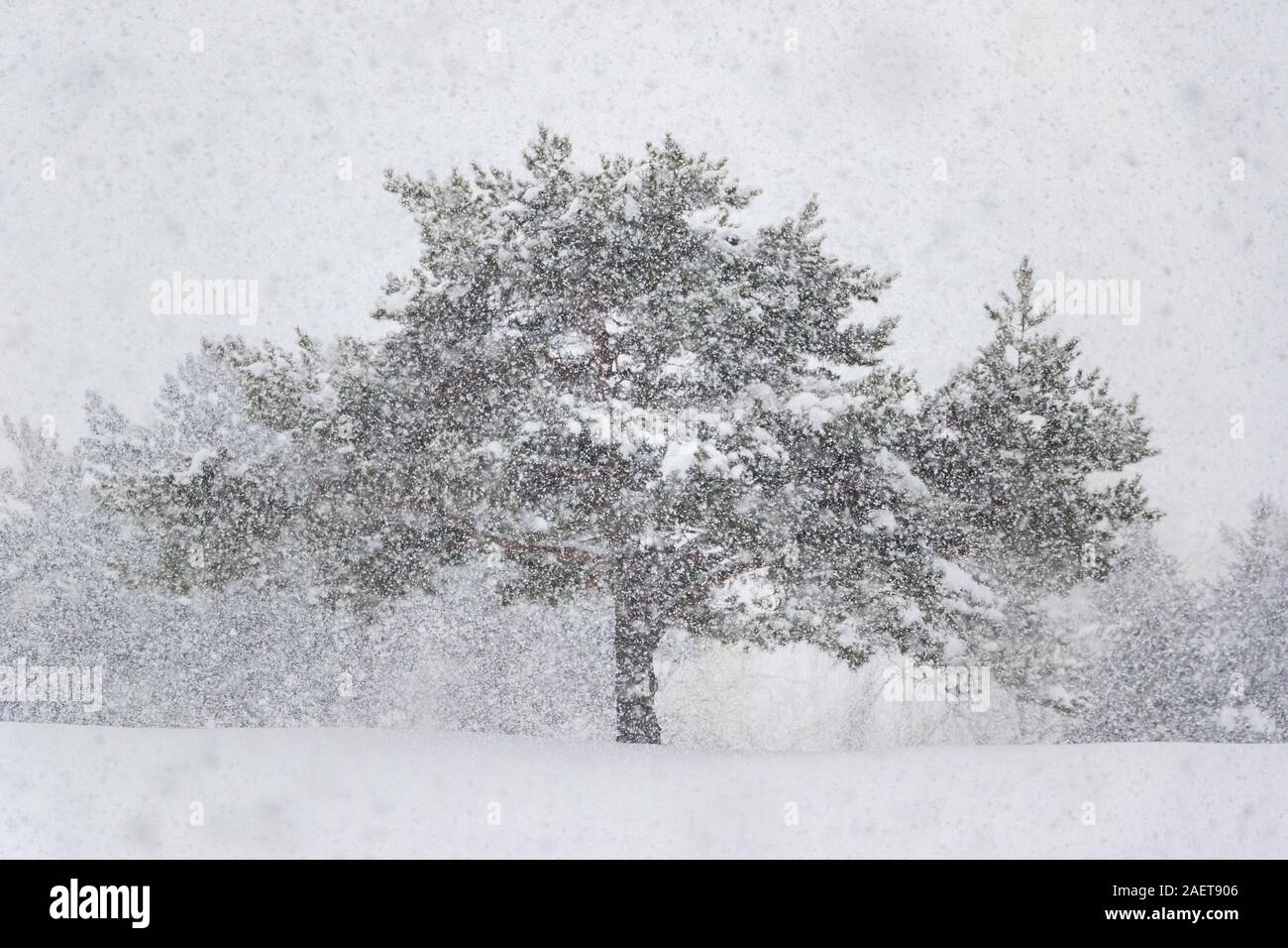 Pine trees in snow snowfall hi-res stock photography and images - Alamy