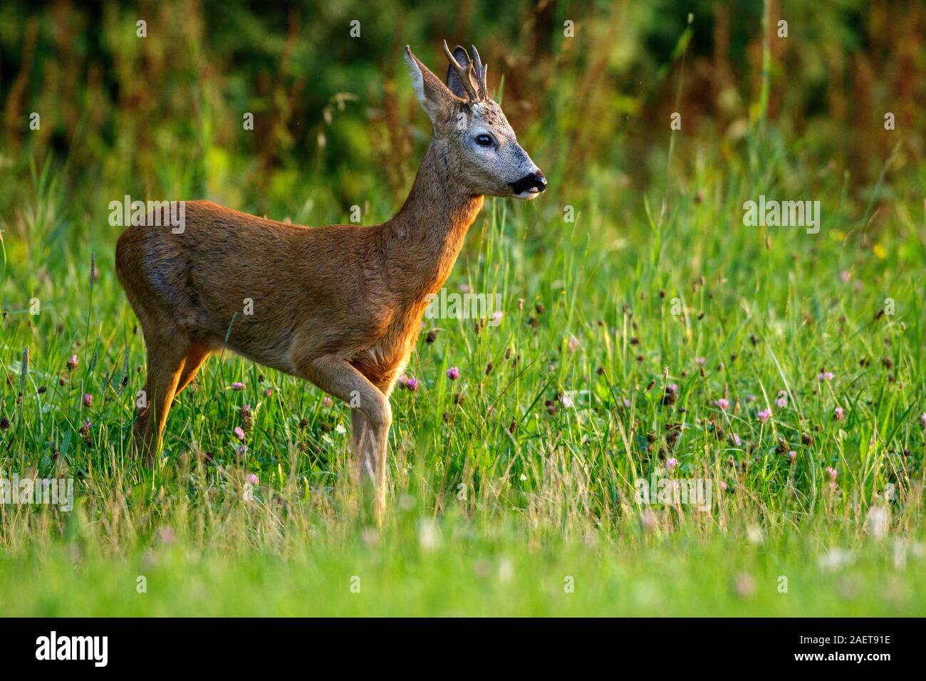 Geweih bock hi-res stock photography and images - Alamy
