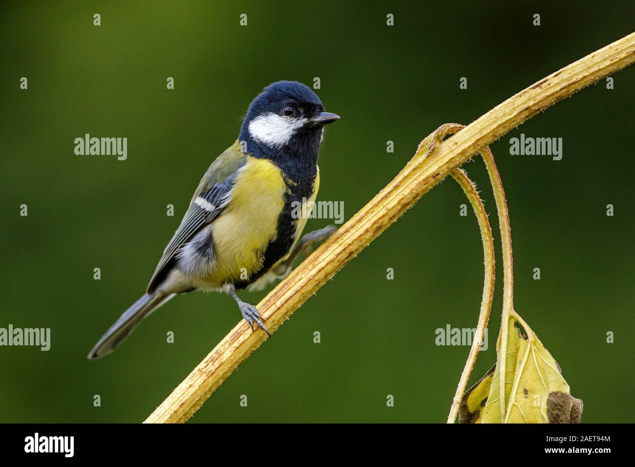 Parus major hi-res stock photography and images - Alamy