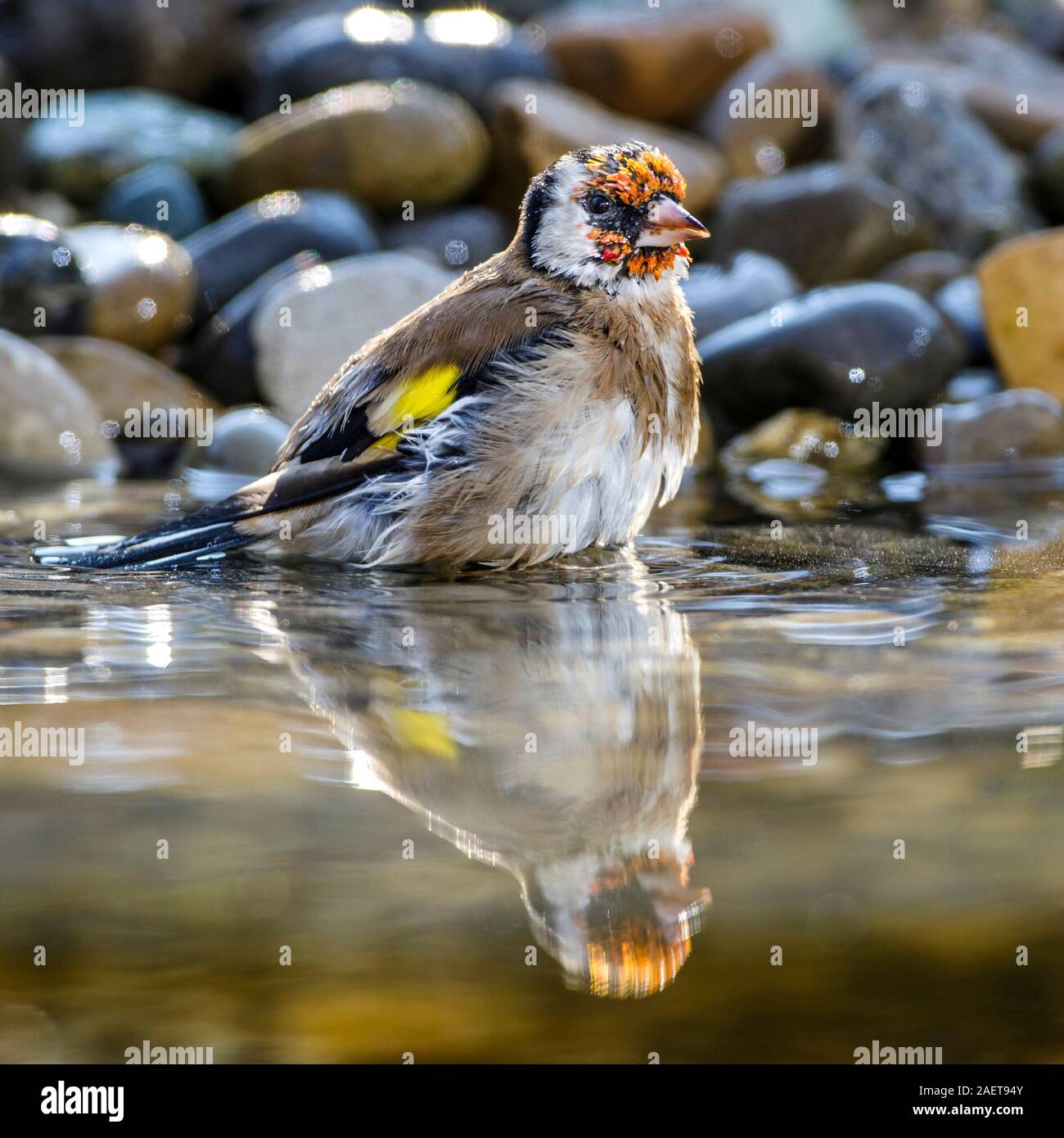 Goldfinch stieglitz distelfink hi-res stock photography and images - Alamy