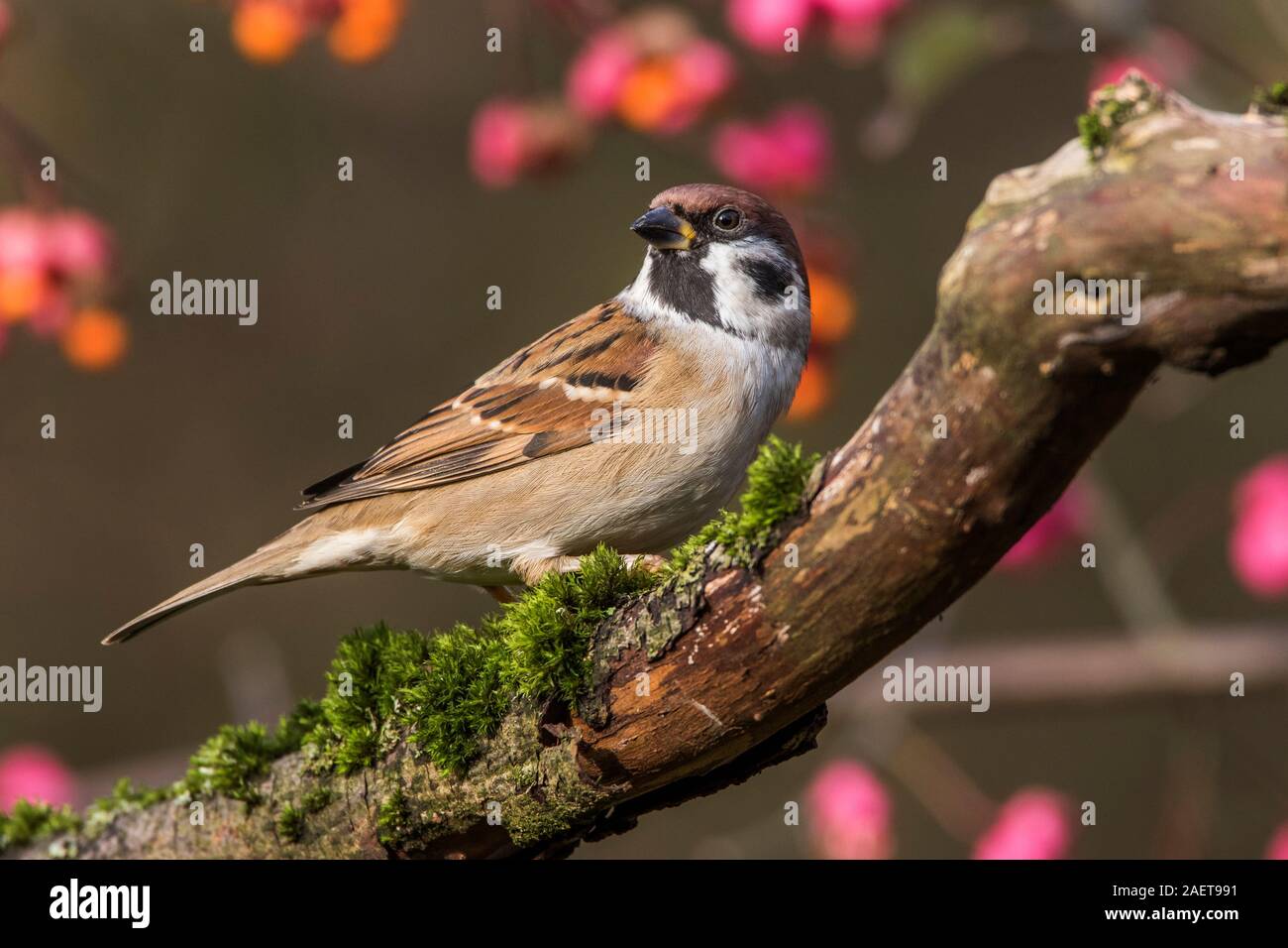 Feldsperling (Passer montanus Stock Photo - Alamy