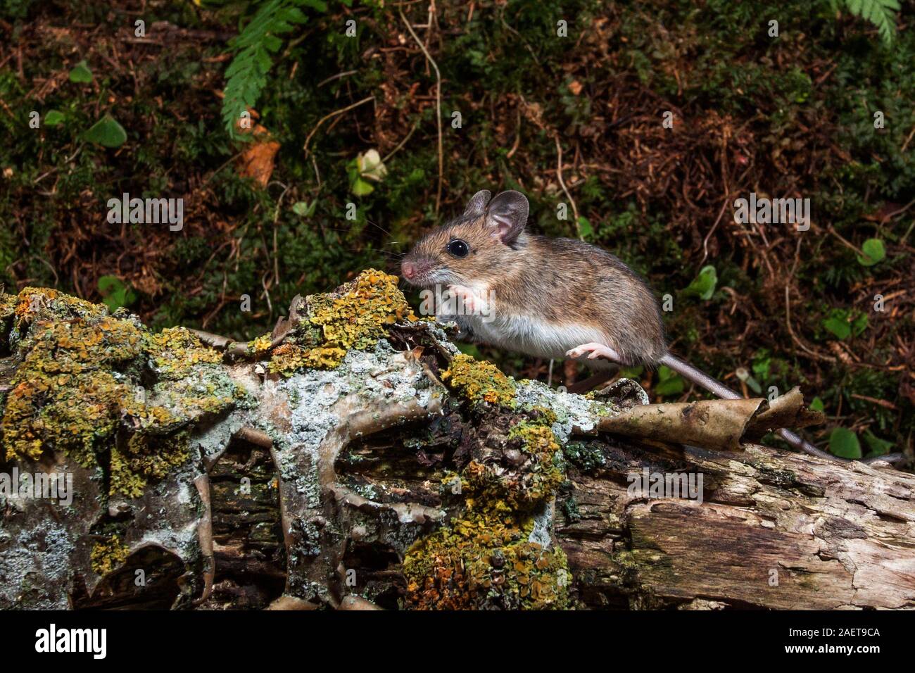 Waldmaus (Apodemus sylvaticus Stock Photo - Alamy