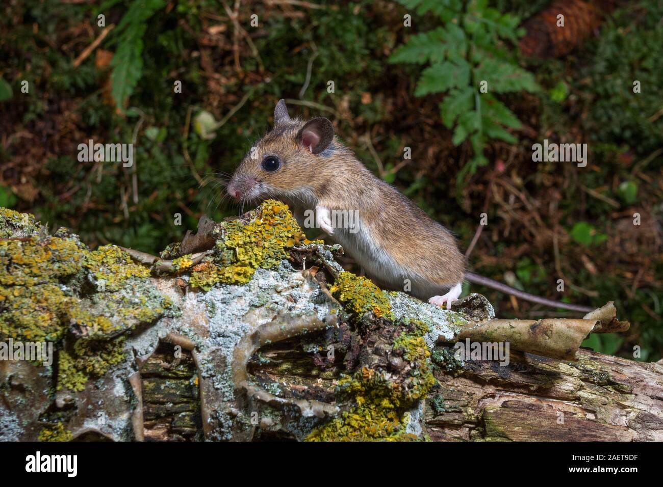 Waldmaus (Apodemus sylvaticus Stock Photo - Alamy