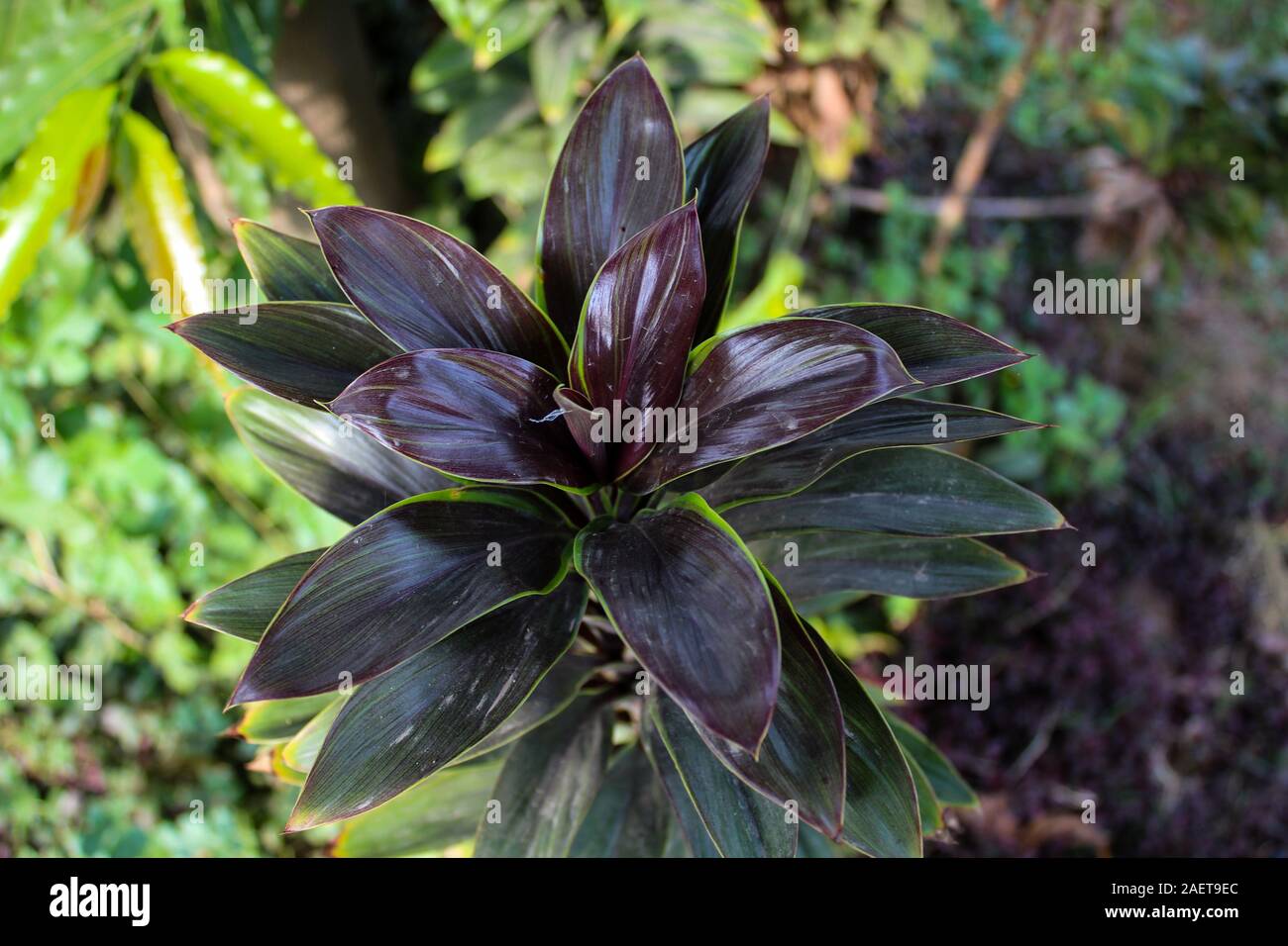Hawaiian ti plant hi-res stock photography and images - Alamy