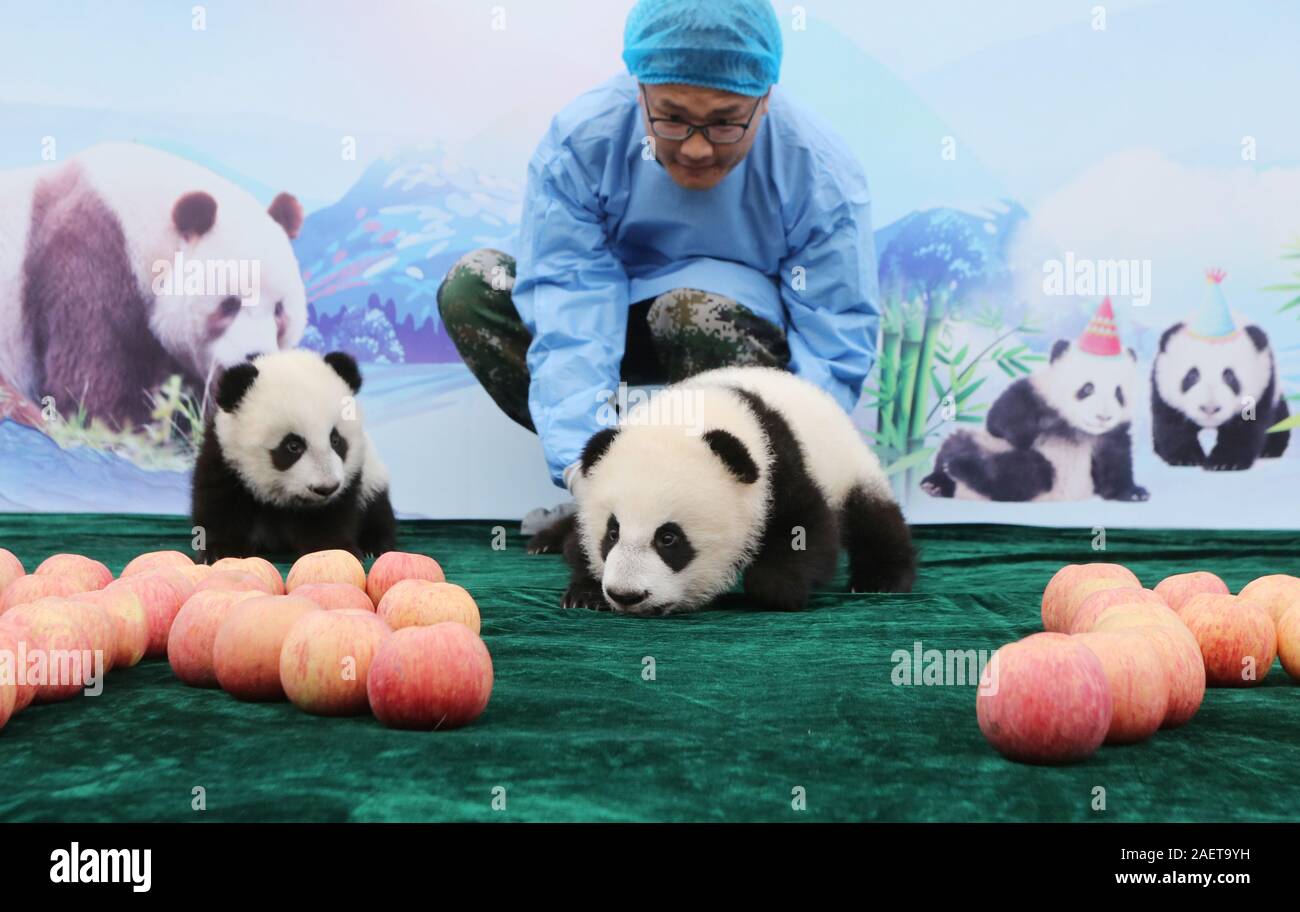 Qinling panda hi-res stock photography and images - Alamy