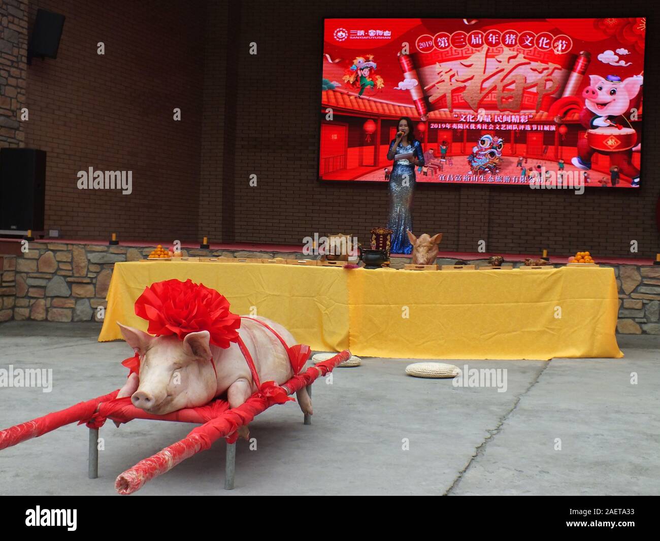 A pig is brought to the sacrifice altar before the Pig King Competition ...