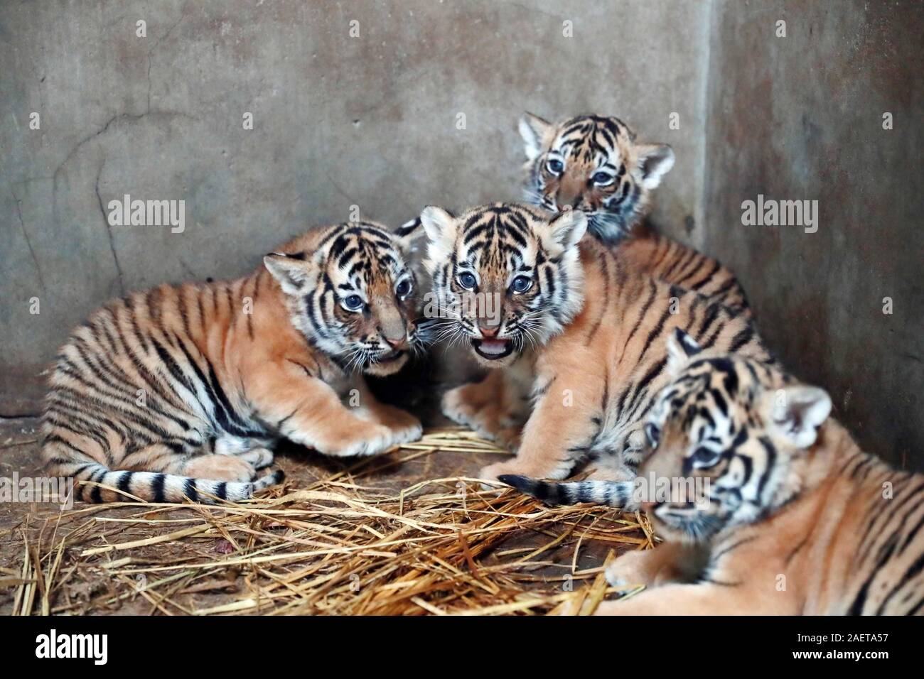 Tiger quadruples born to Bengal tiger Nan Nan have one-month-old ...
