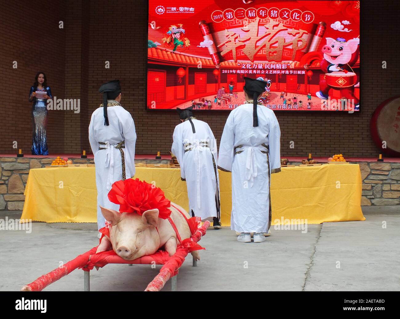 A pig is brought to the sacrifice altar before the Pig King Competition ...
