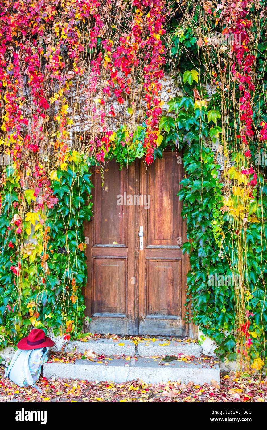 Ivy growing up house hi-res stock photography and images - Alamy