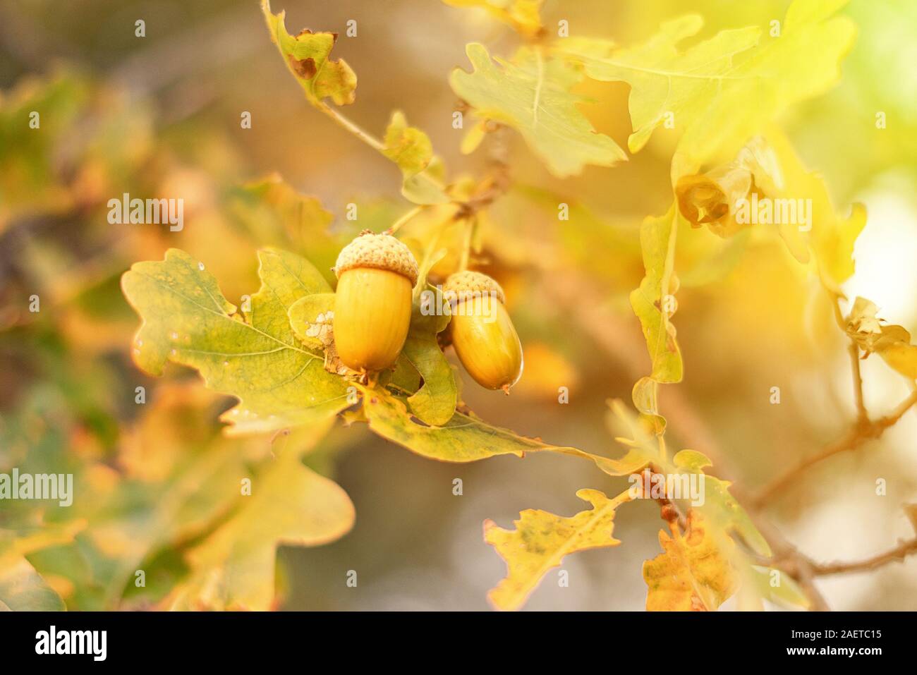 Acorn nut from oak tree hi-res stock photography and images - Alamy