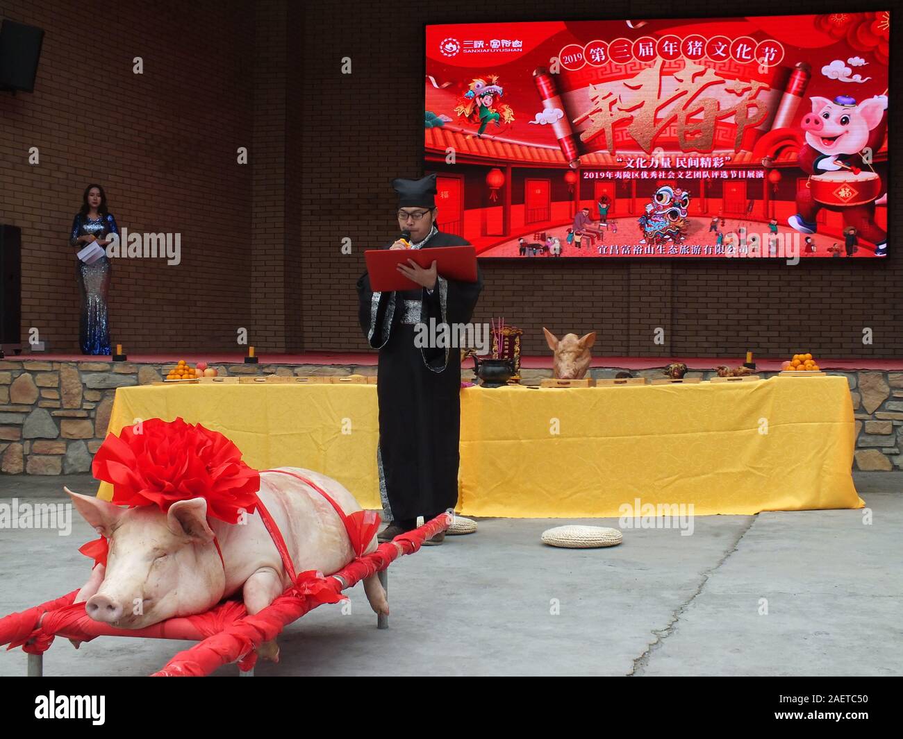 A pig is brought to the sacrifice altar before the Pig King Competition ...