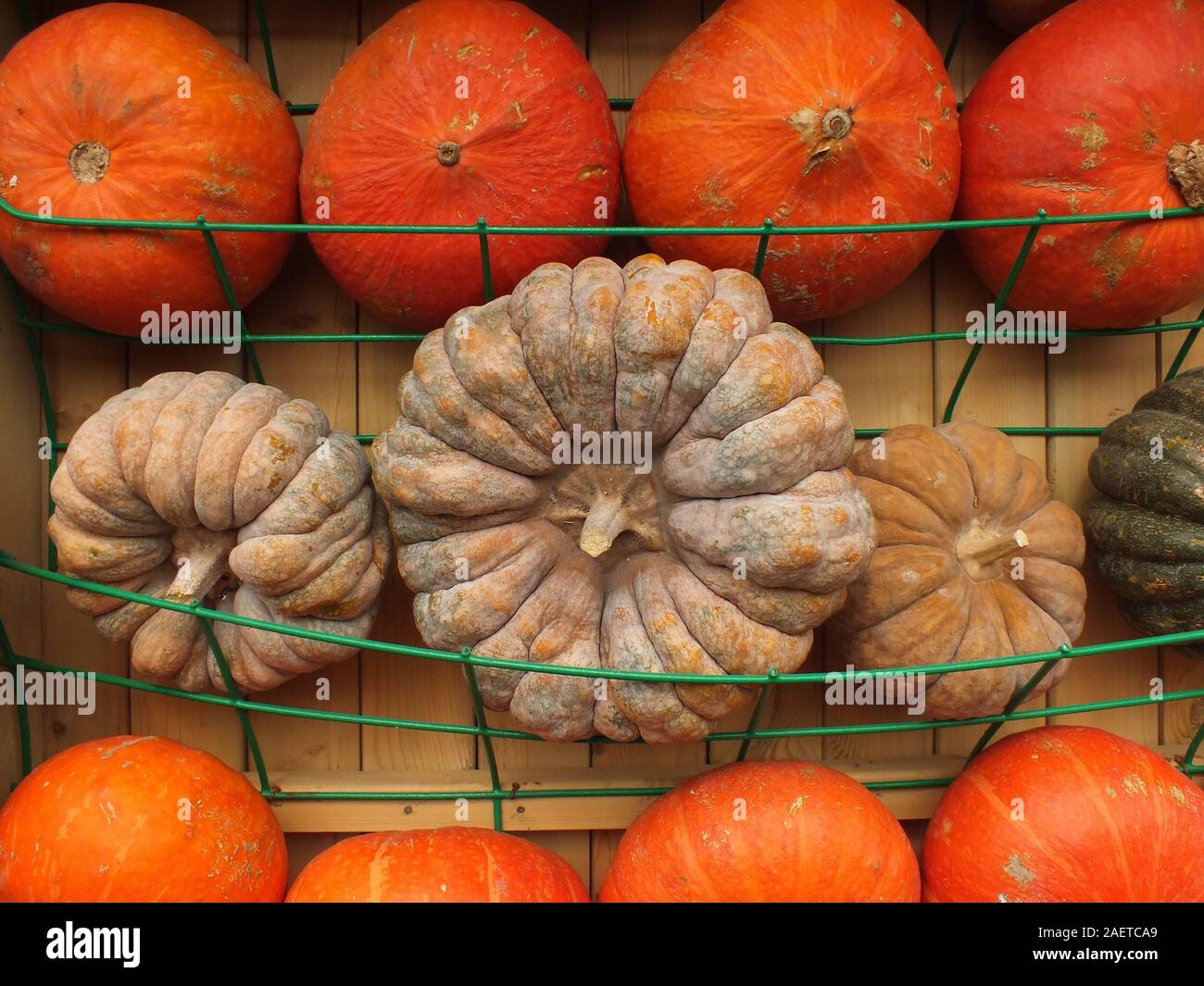 Other pumpkins with unique appearance are also shown at a farm of ...