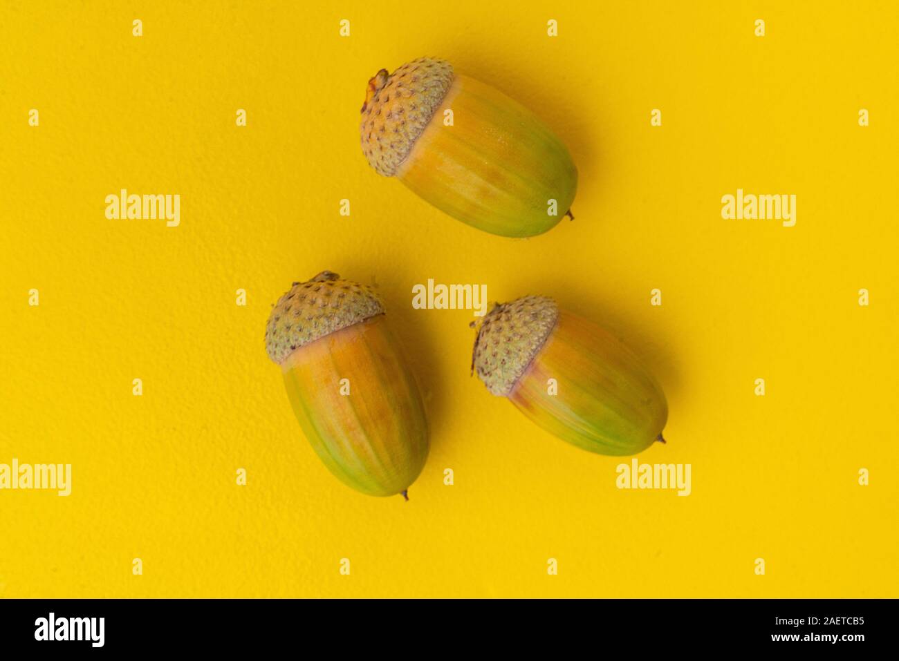 isolated acorn nut from the oak tree top view on color background Stock ...