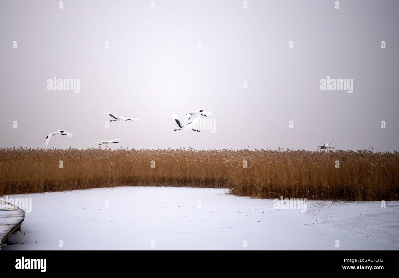 Red-crownded cranes fly over the snow in Zhalong National Nature ...