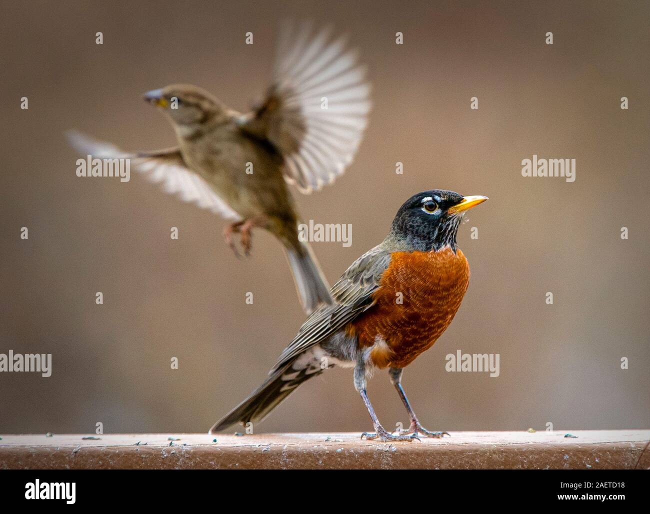 Robin flying away hi-res stock photography and images - Alamy