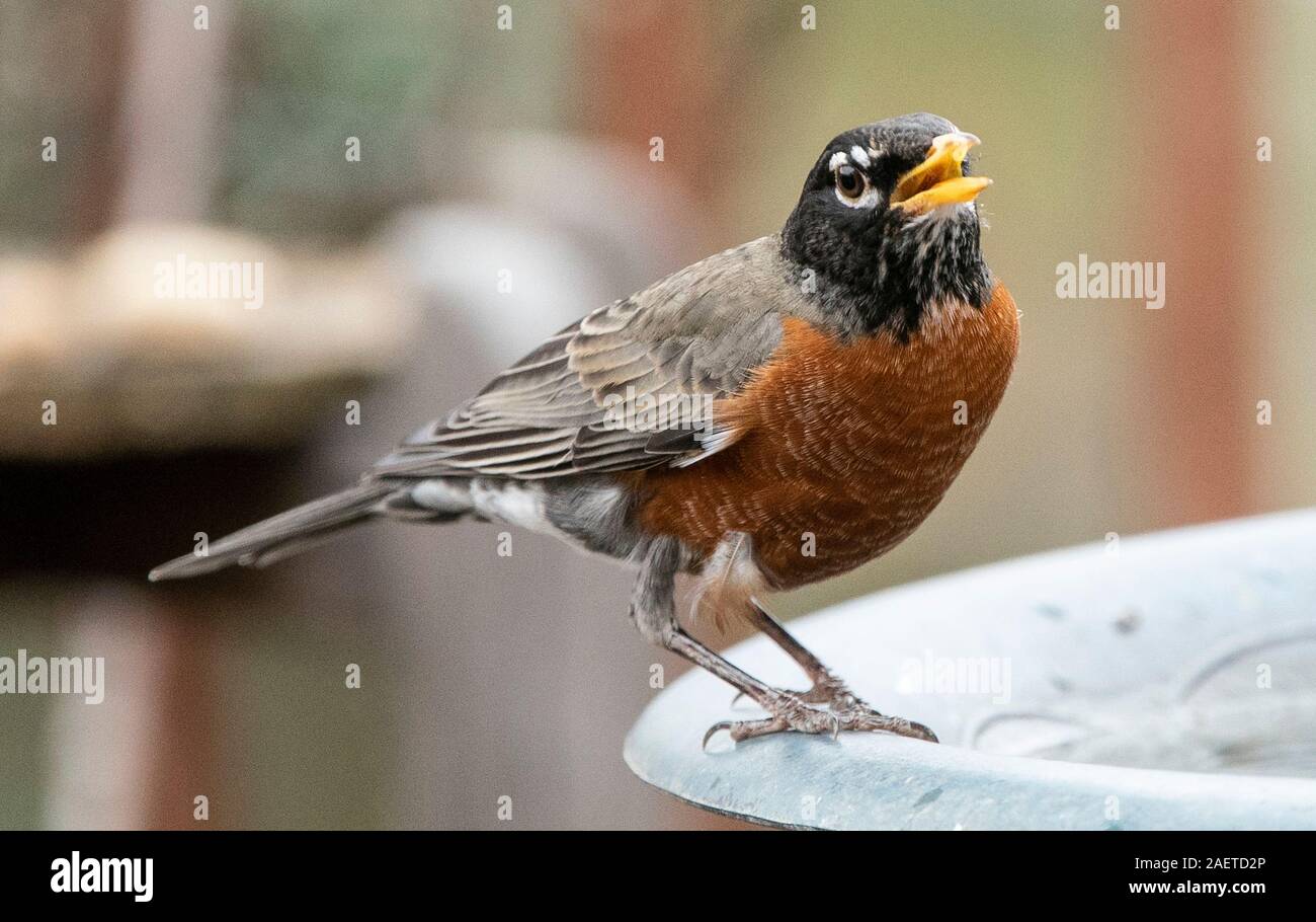 Robin fountain hi-res stock photography and images - Alamy