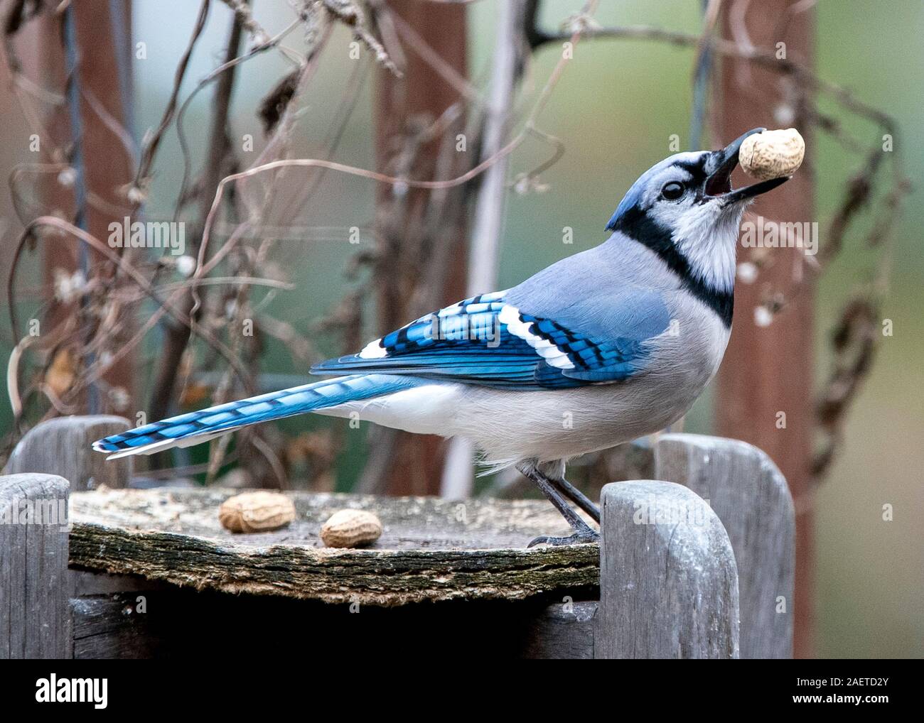 In the beak Stock Photo - Alamy