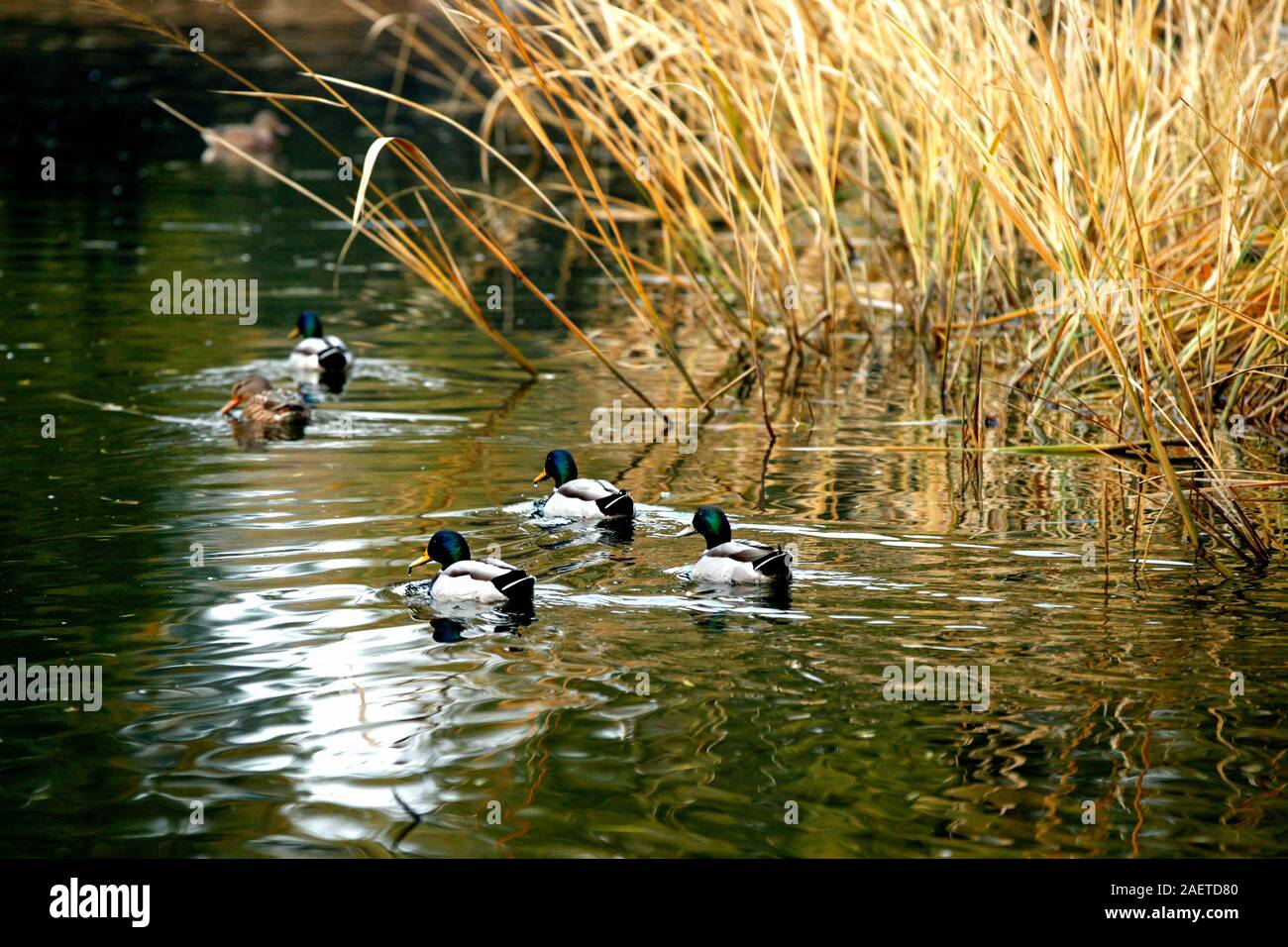 Mandarin ducks swim in a lake in Yuyuantan Park in Beijing, China, 6 ...
