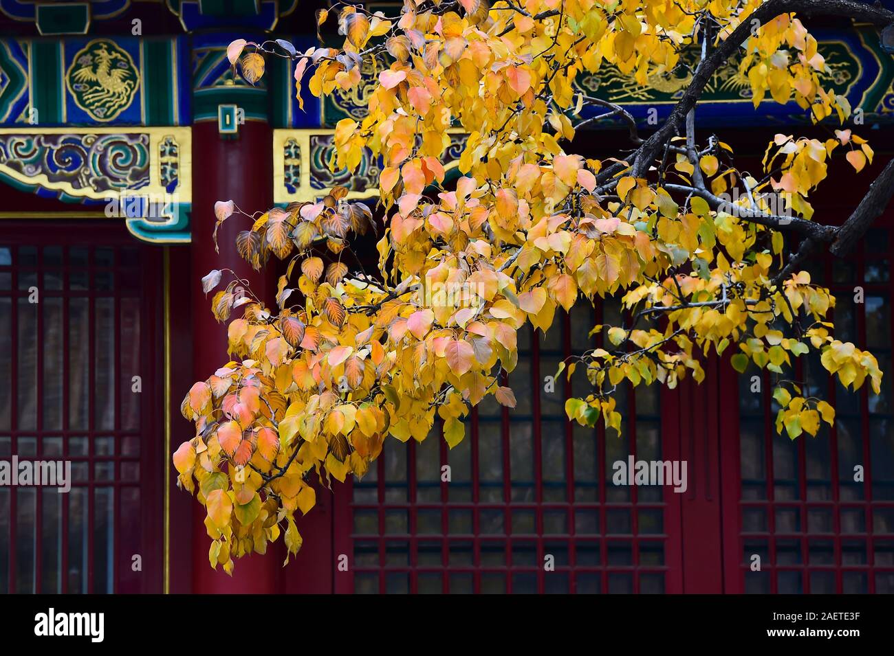 An autumn view of historic buildings in the Forbidden city appearing ...