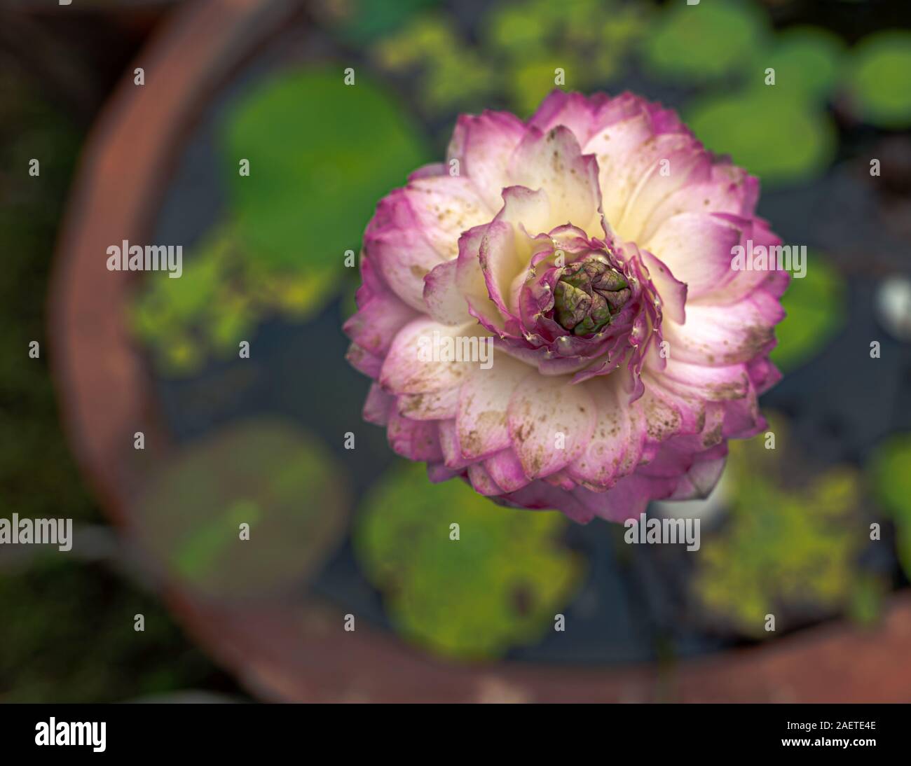 Lotus pot hi-res stock photography and images - Alamy