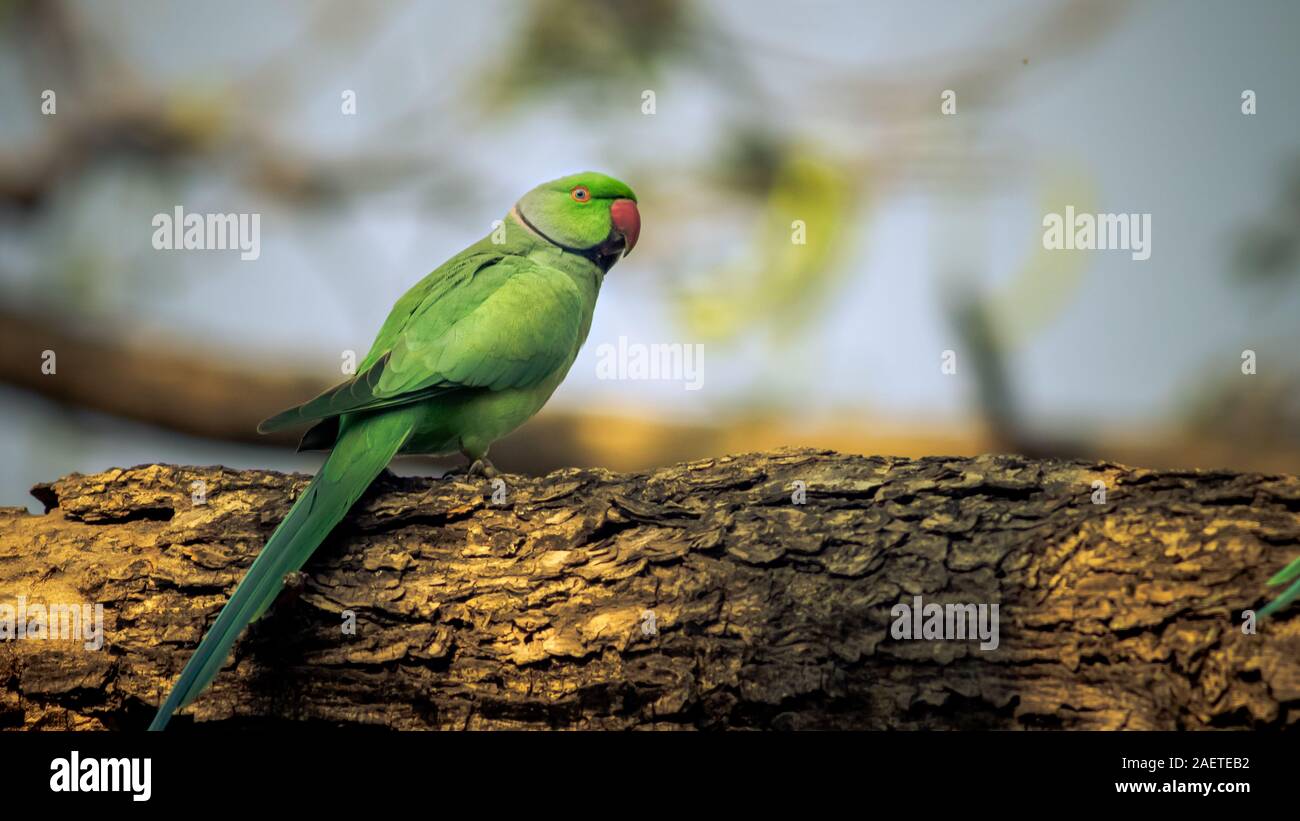Indian ring neck hi-res stock photography and images - Alamy