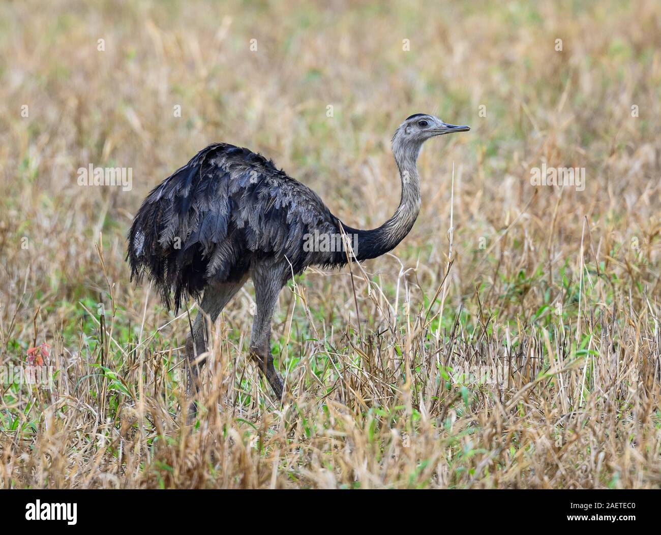 A Greater Rhea (Rhea americana) foraging in open grassland of Cerrado ...