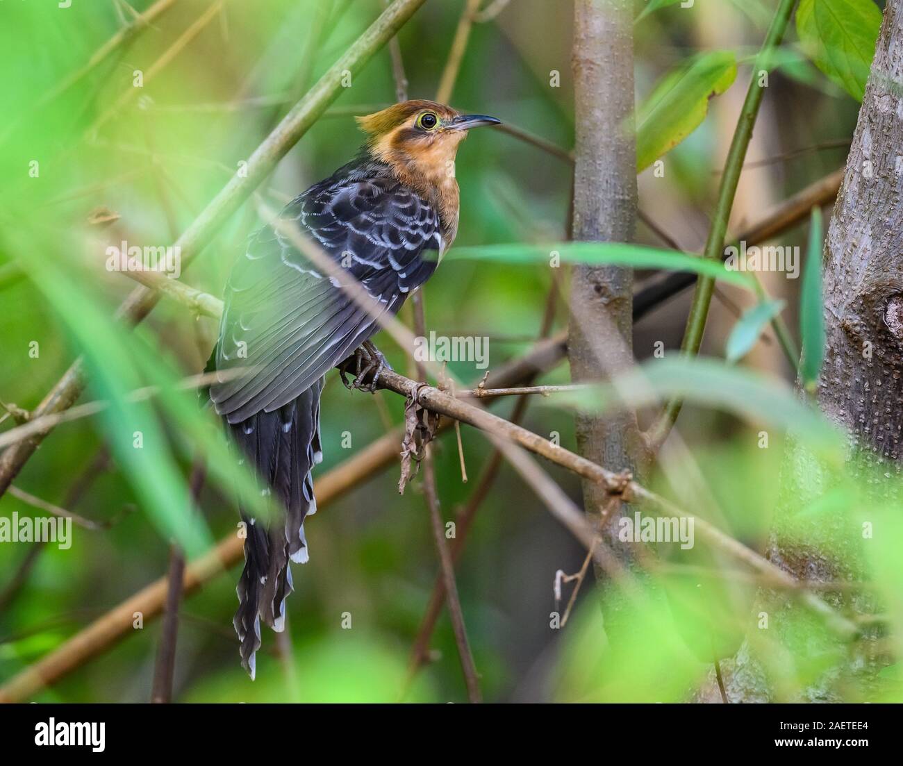 Wildlife in the woods hi-res stock photography and images - Alamy