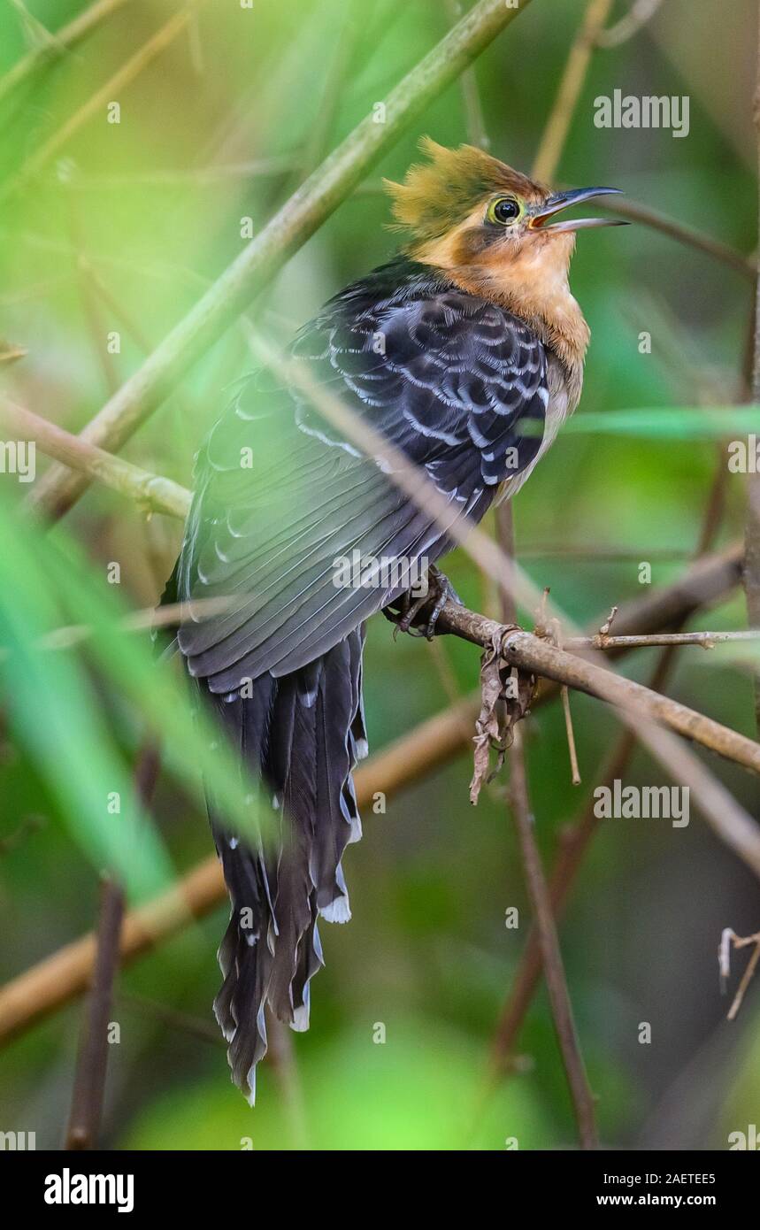 Bird woods hi-res stock photography and images - Alamy
