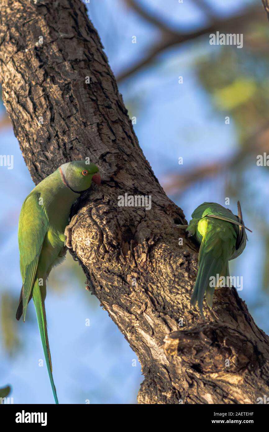 Indian ring neck hi-res stock photography and images - Alamy