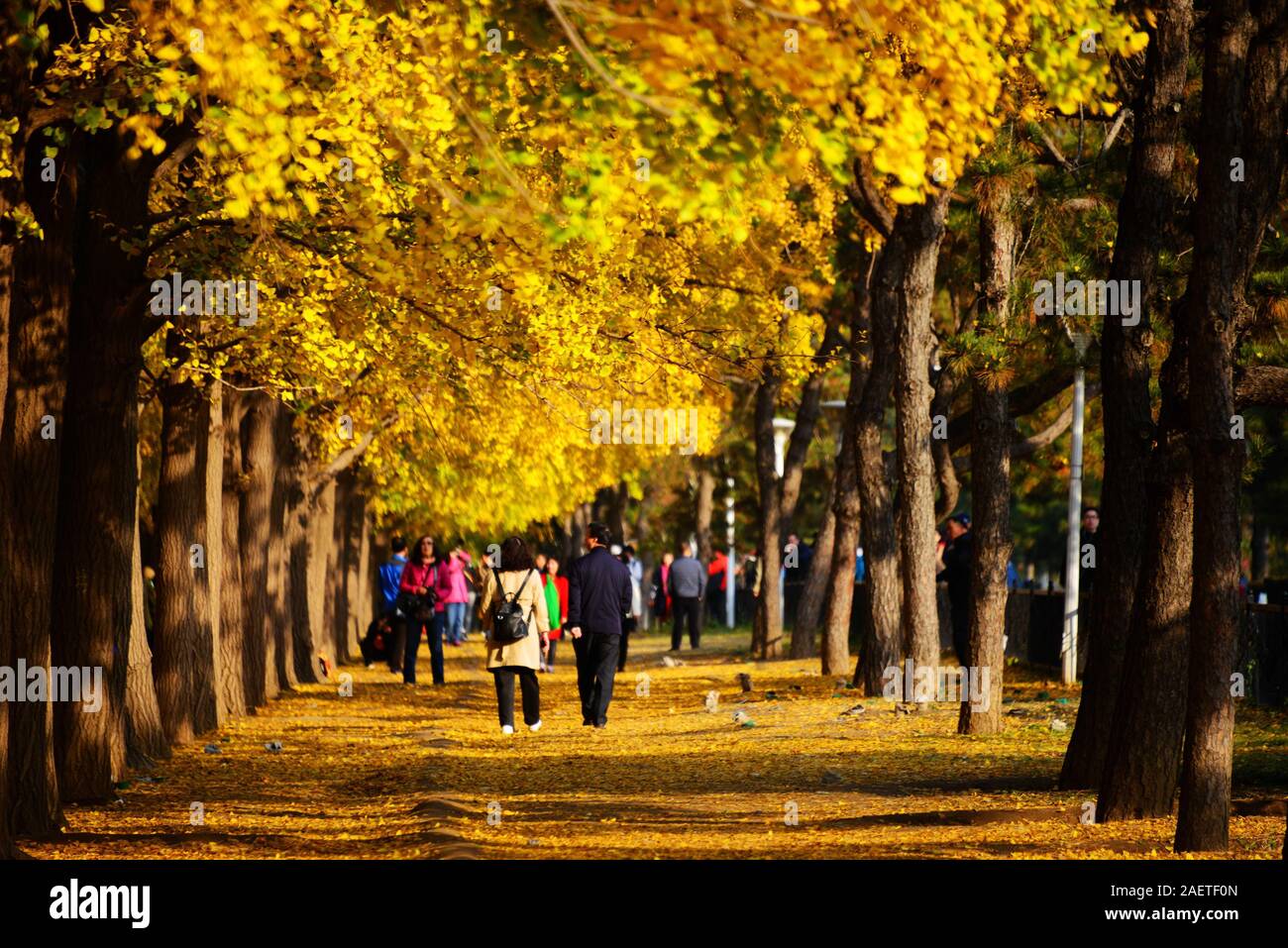 People take puctures of the ginkgo trees on Diaoyutai Ginkgo Avenue in ...
