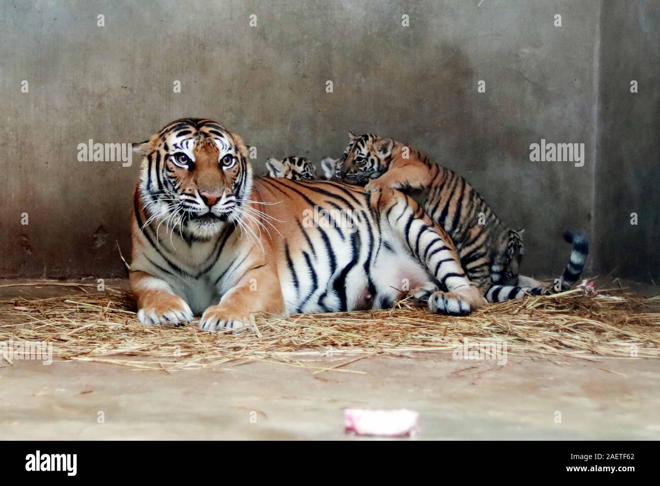 The Bengal tiger Nan Nan and her four baby tigers lay in the Shanghai ...
