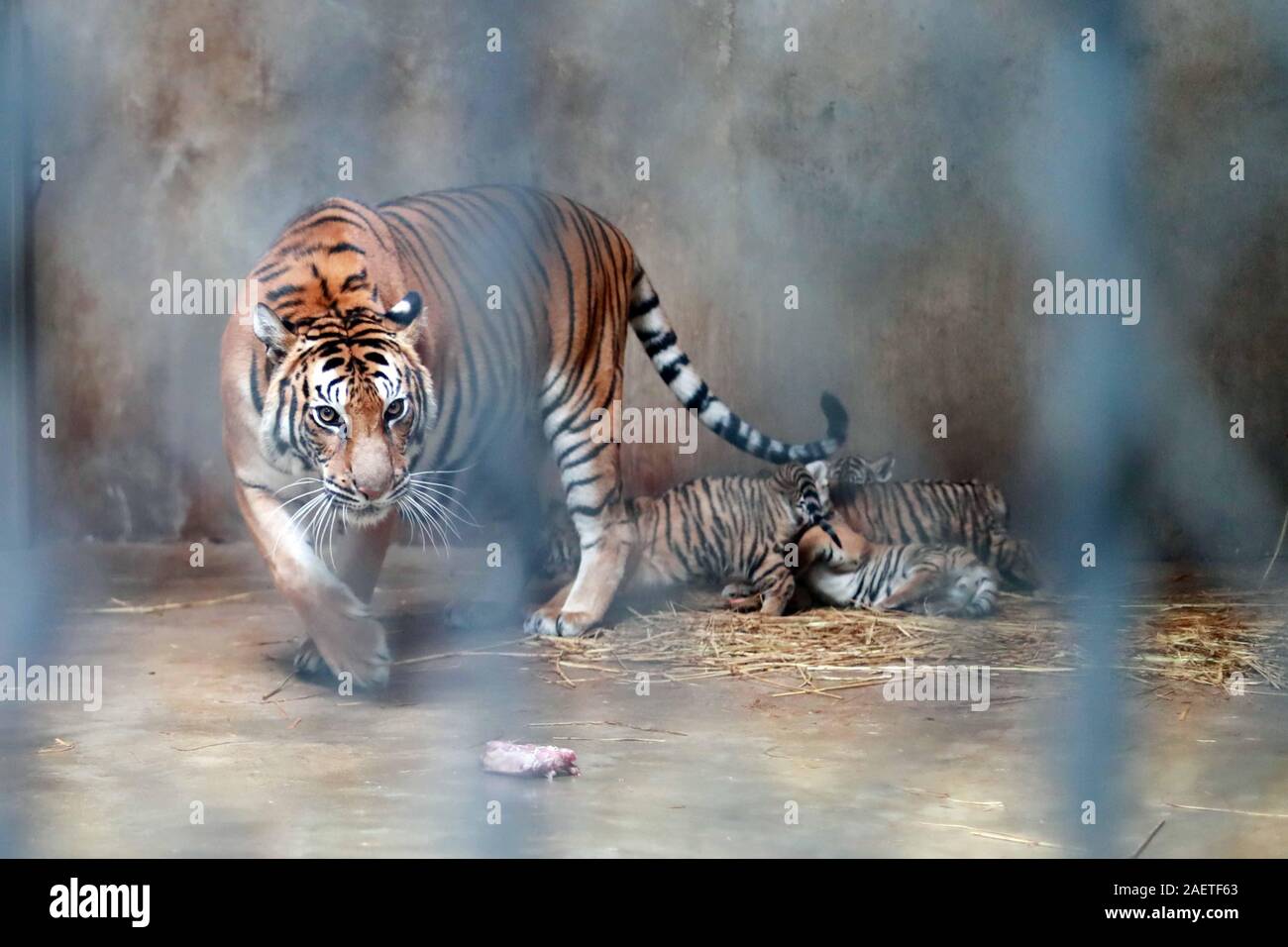 The Bengal tiger Nan Nan and her four baby tigers lay in the Shanghai ...