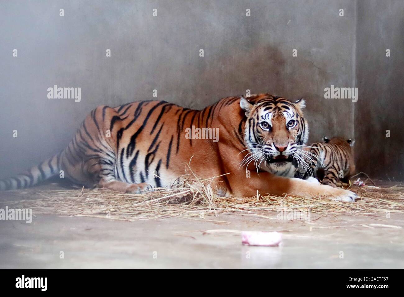 The Bengal tiger Nan Nan and her four baby tigers lay in the Shanghai ...