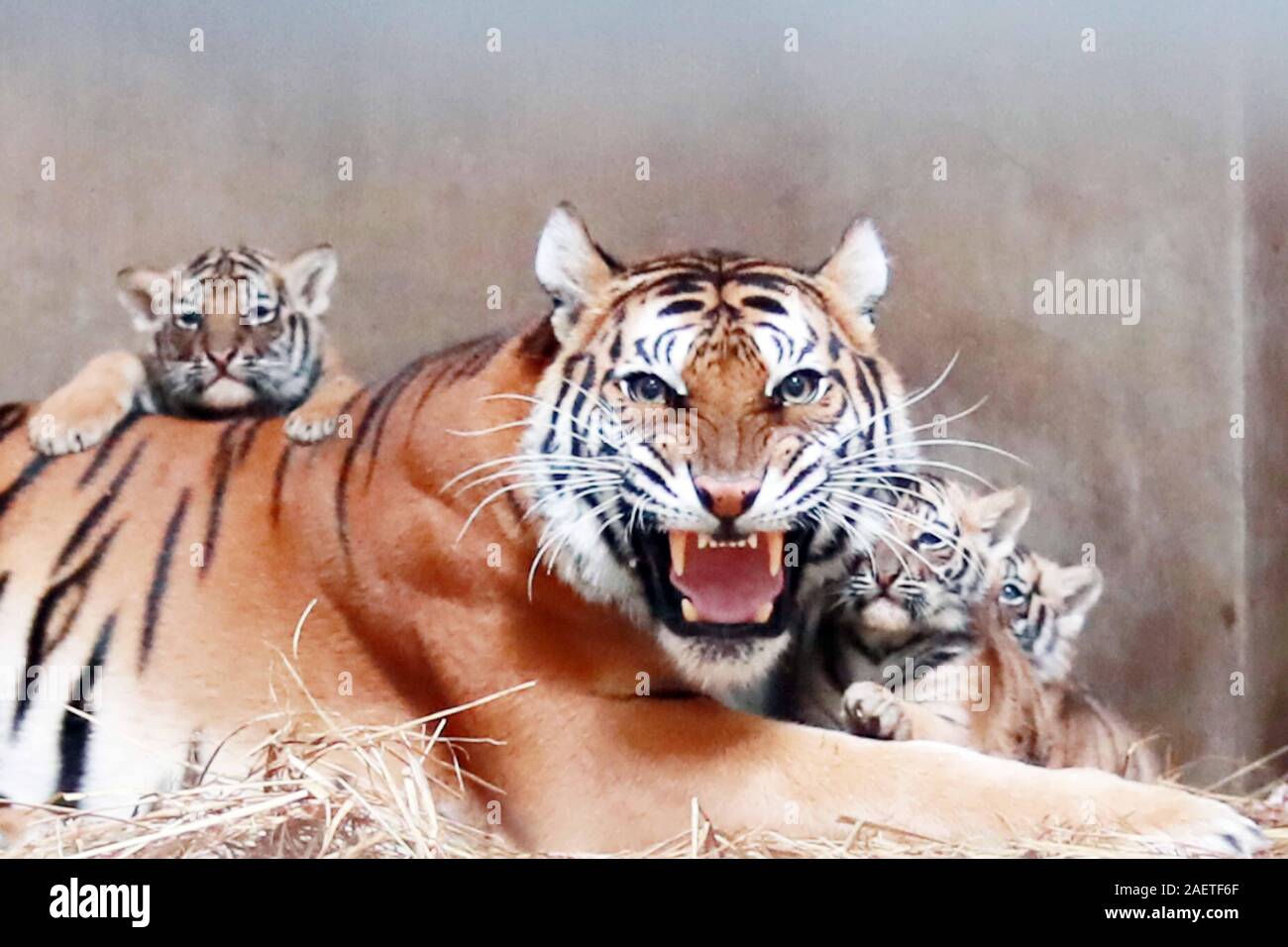 Baby tigers hi-res stock photography and images - Alamy