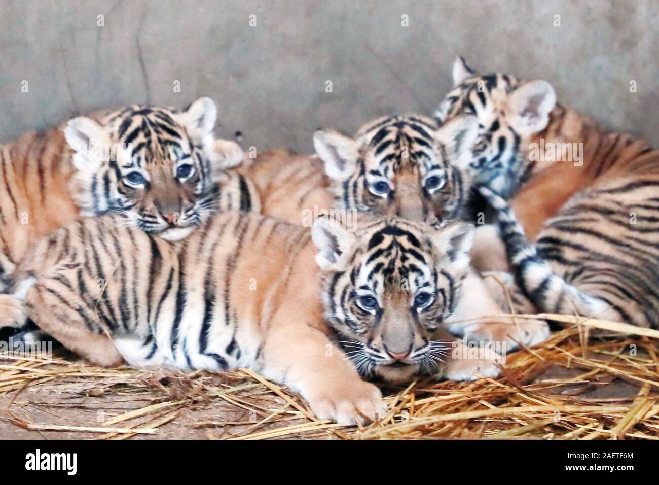 The Bengal tiger Nan Nan and her four baby tigers lay in the Shanghai ...