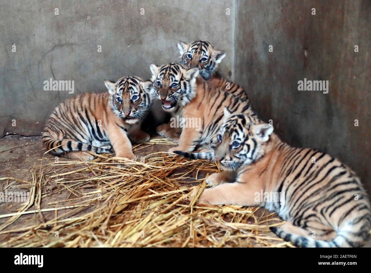 Tiger quadruples born to Bengal tiger Nan Nan have one-month-old ...