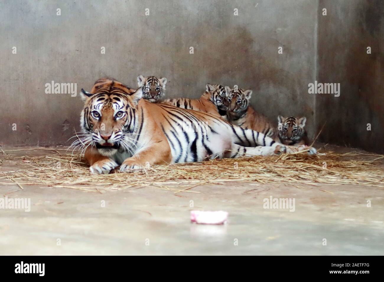 The Bengal tiger Nan Nan and her four baby tigers lay in the Shanghai ...