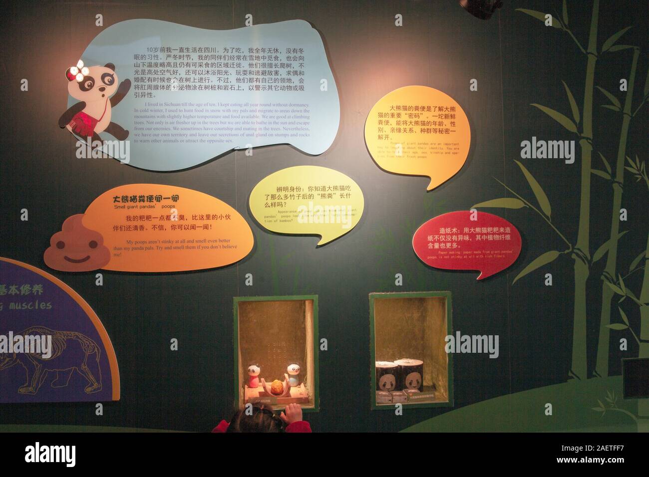 Panda excrement is displayed at the Panda Knowledge Exhibition Hall in ...