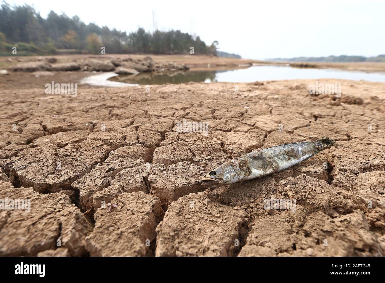 A dead fish is seen in a drought-stricken reservoir dried up due to ...
