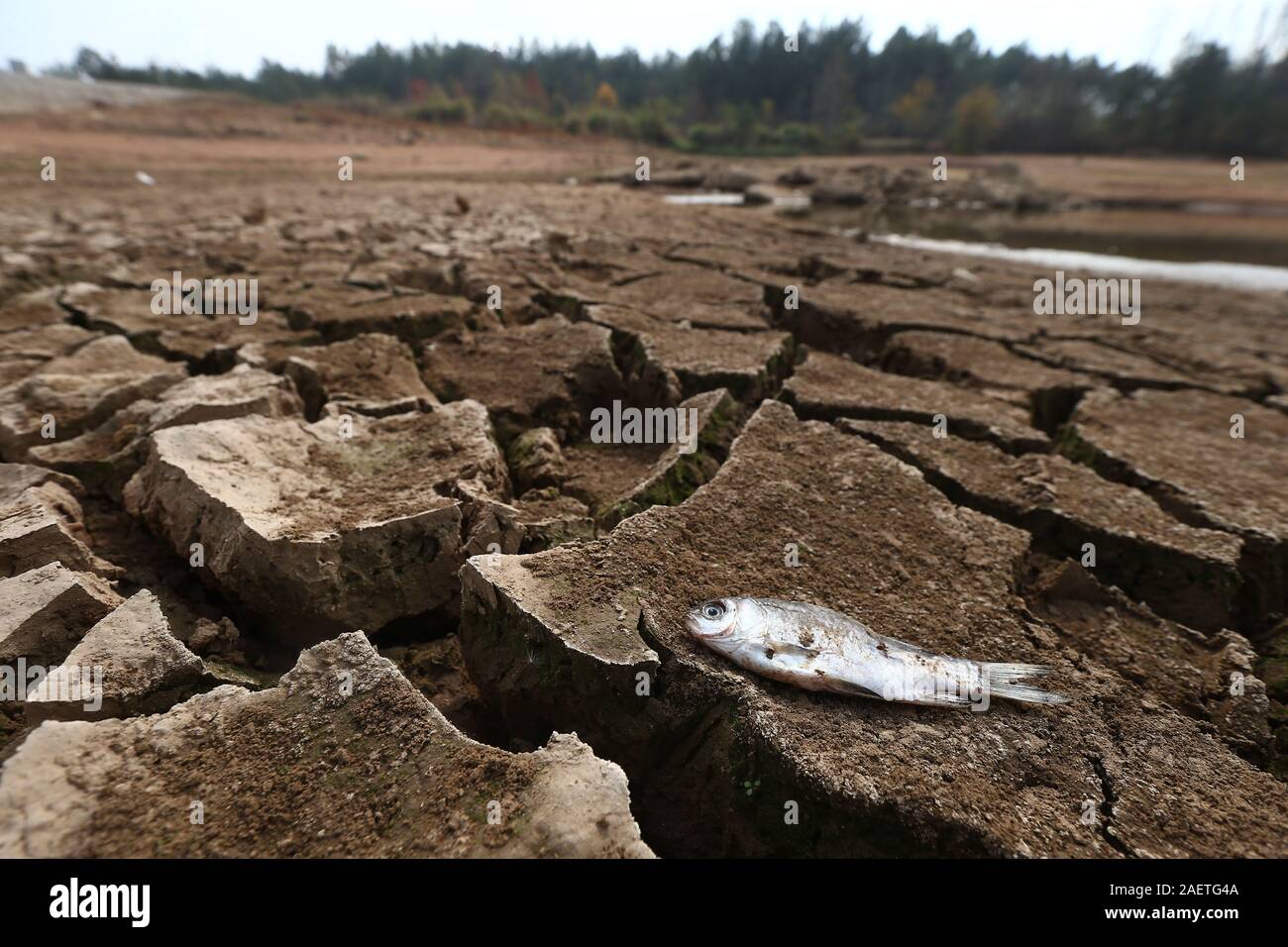 A dead fish is seen in a drought-stricken reservoir dried up due to ...