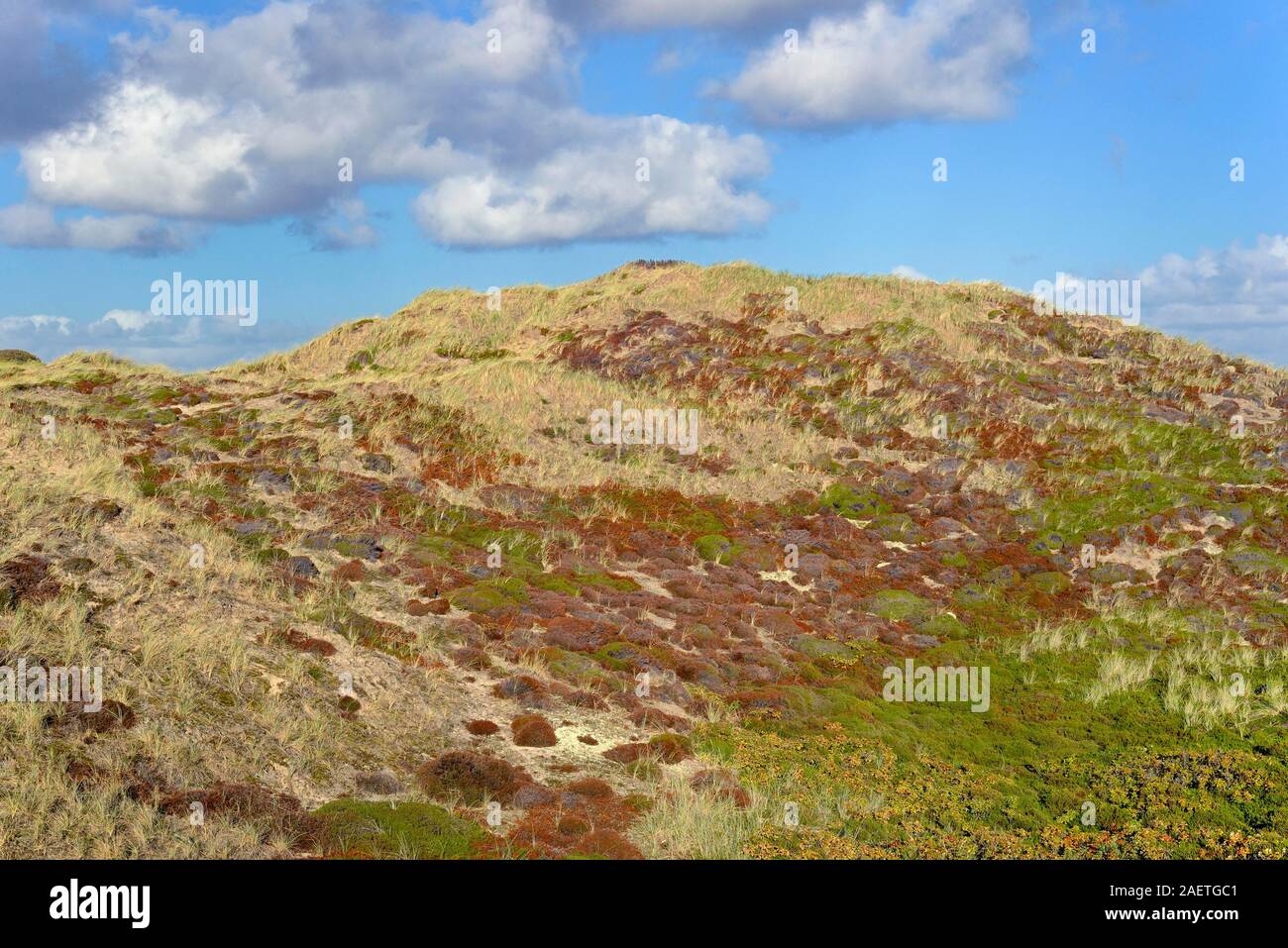 High dune landscape with typical vegetation, blue cloudy sky, Sylt ...